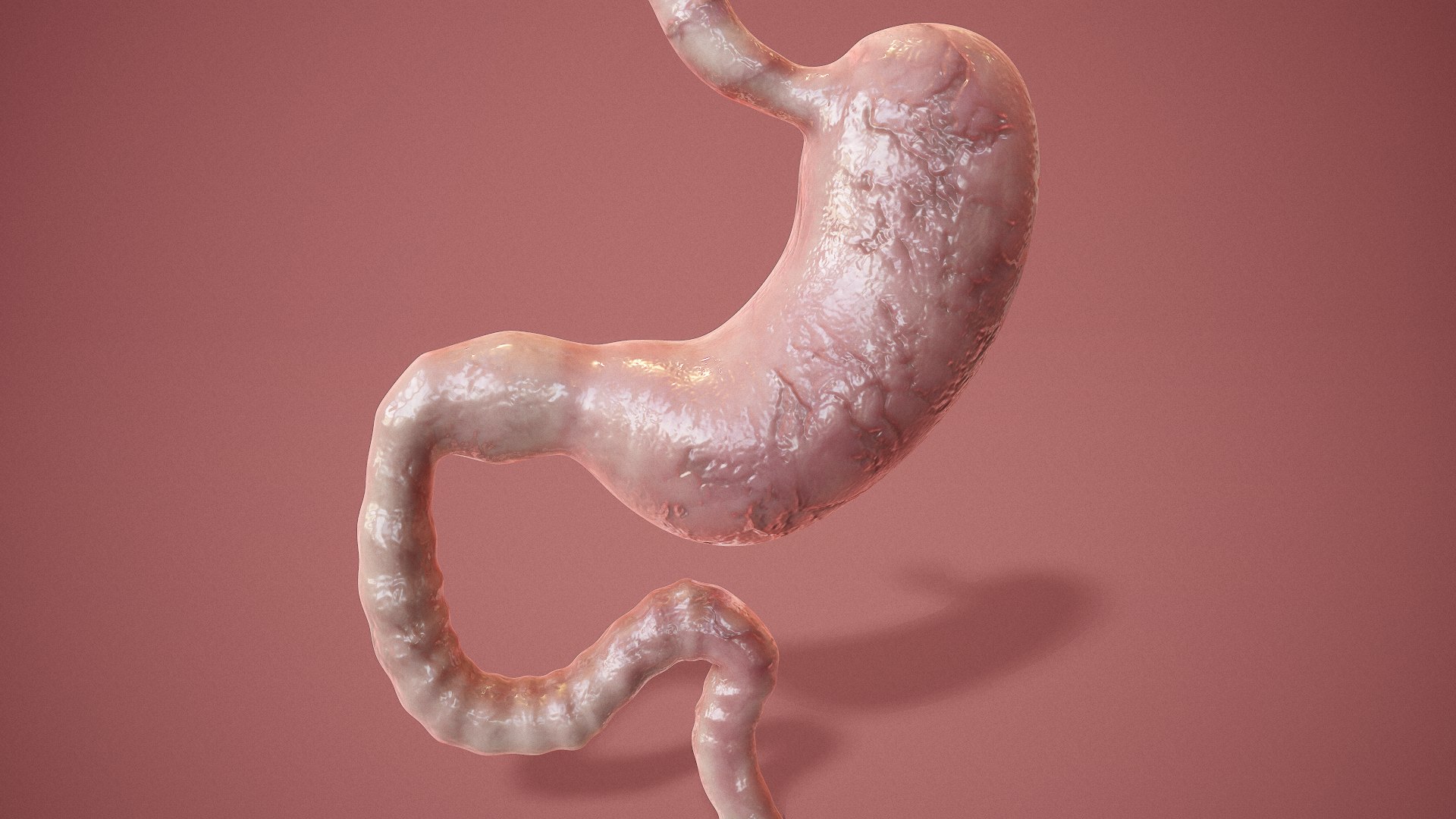 3D model realistic stomach anatomy - TurboSquid 1557781