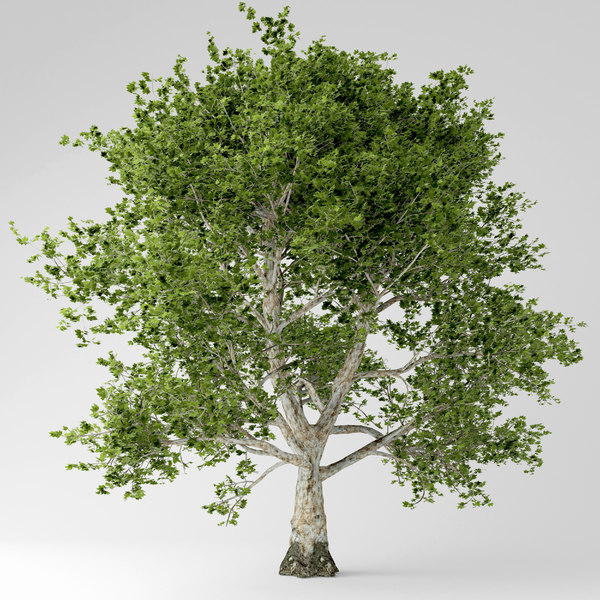 Sycamore tree 3D - TurboSquid 1557850