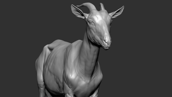 3D goat v2 - TurboSquid 1557822