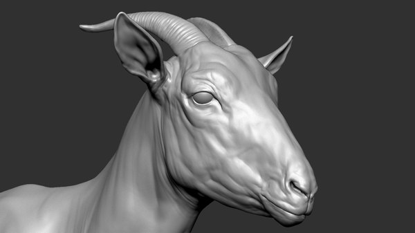 3D goat v2 - TurboSquid 1557822