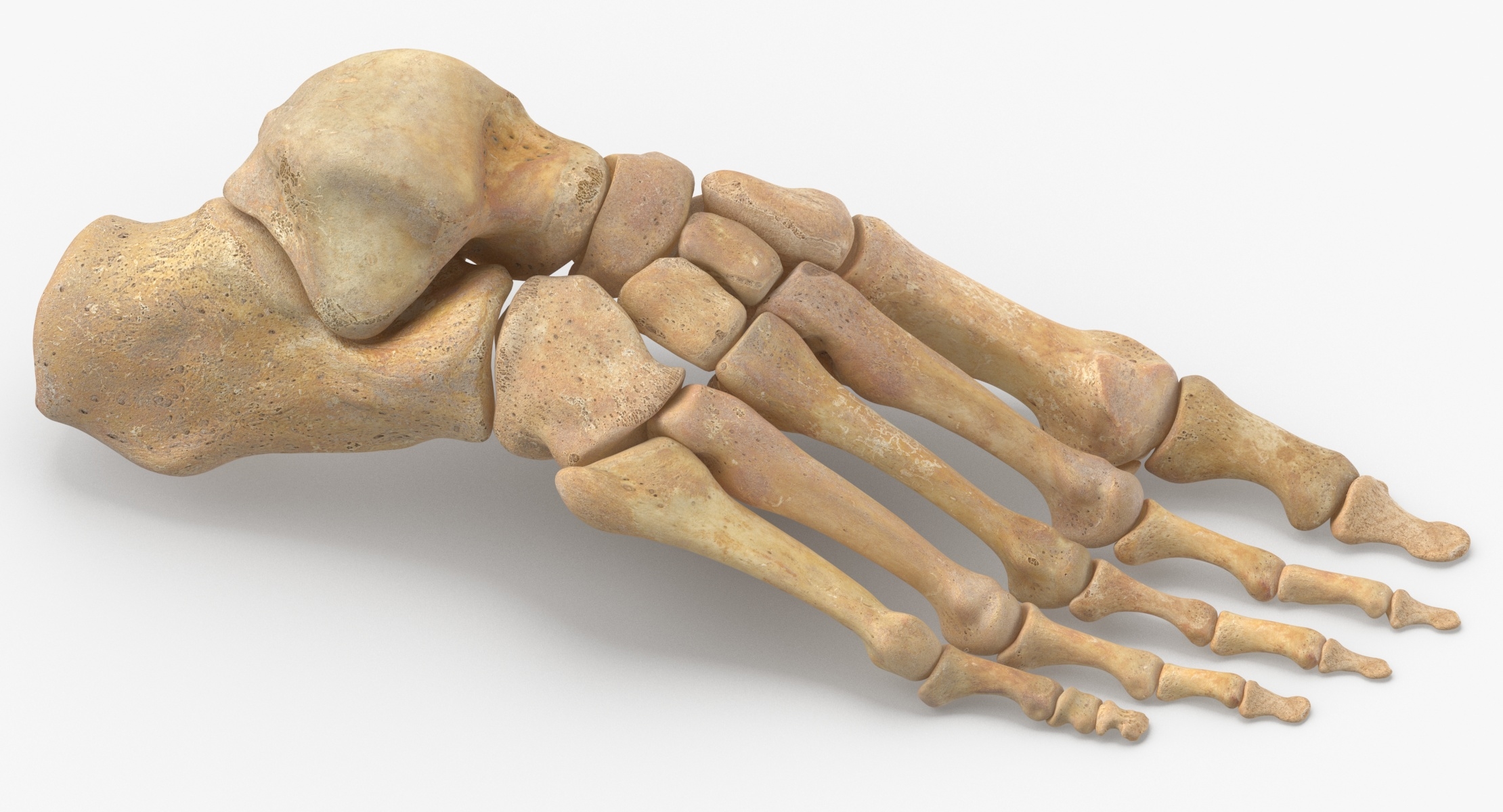 Human Foot Bones Anatomy 3D Model TurboSquid 1558150