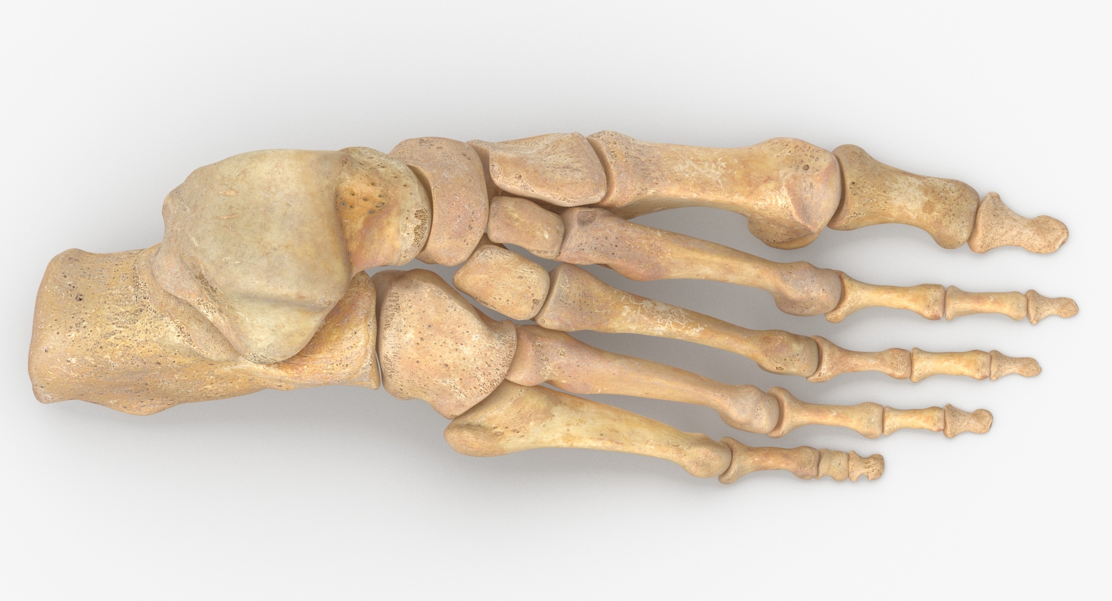 Human foot bones anatomy 3D model - TurboSquid 1558150