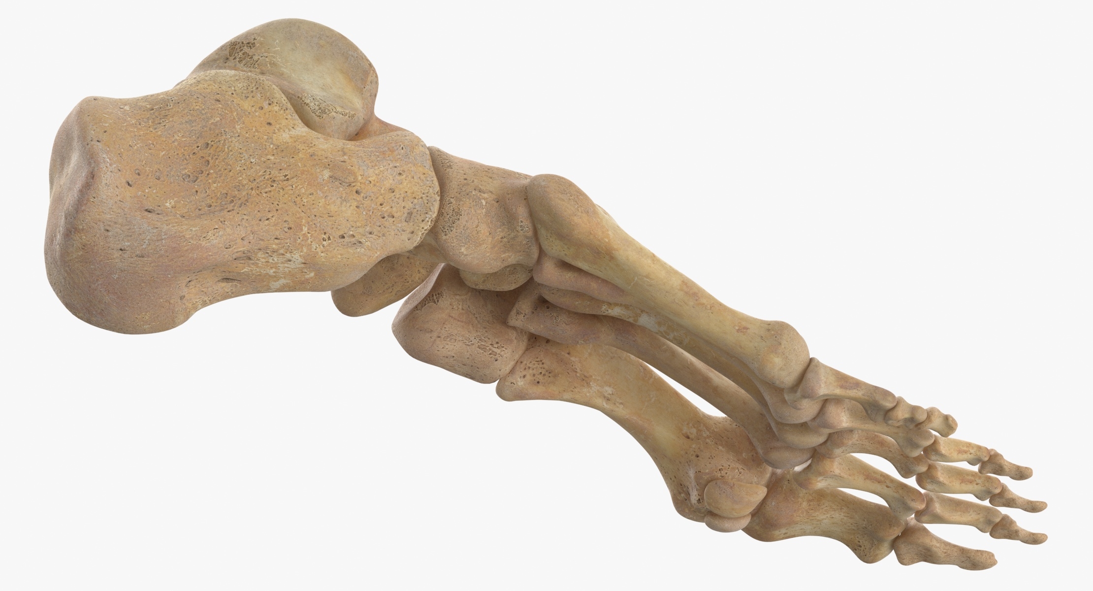 Human foot bones anatomy 3D model - TurboSquid 1558150