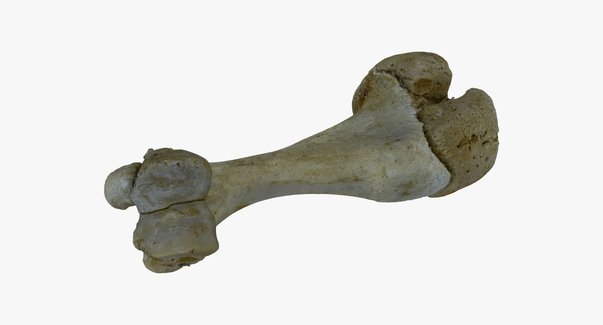 modelo 3d Real Doméstico Cerdo Sus Domesticus Húmero Hueso 01 ESCANEADO ...