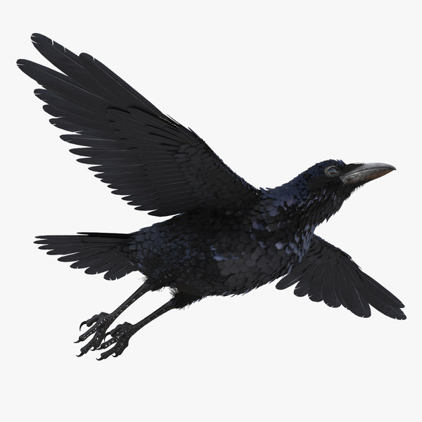 Raven 3D Models for Download | TurboSquid