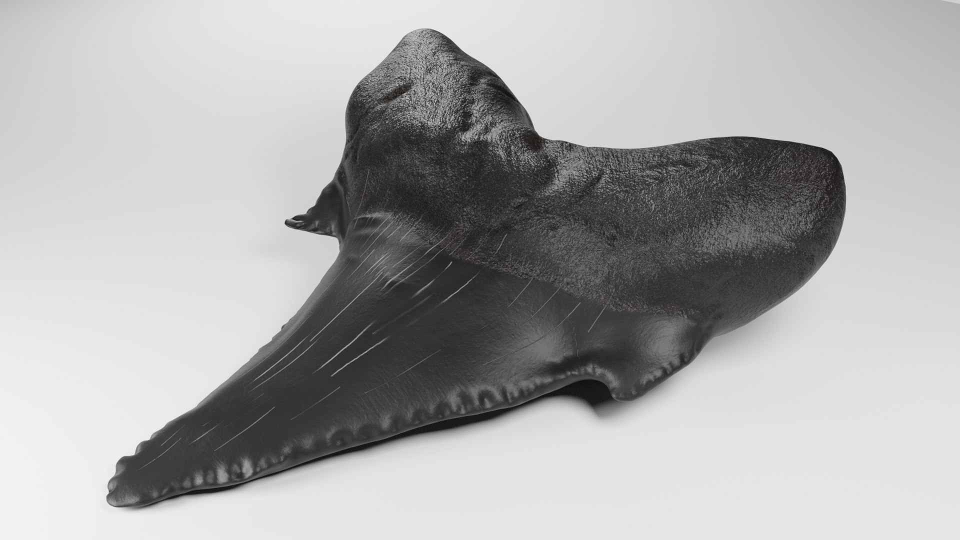 Realistic shark teeth tooth 3D model - TurboSquid 1616691