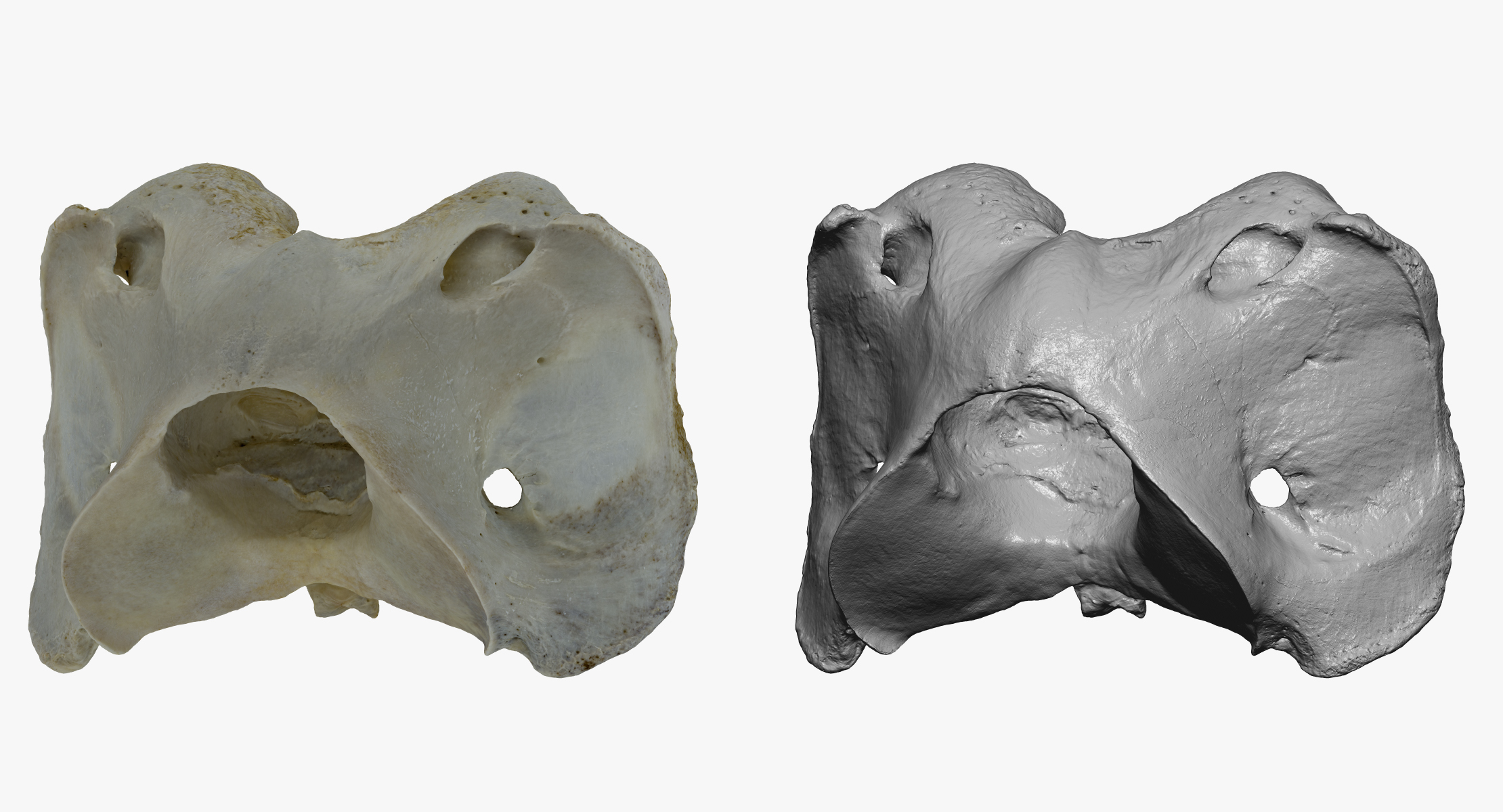 3D horse equus ferus caballus - TurboSquid 1559412