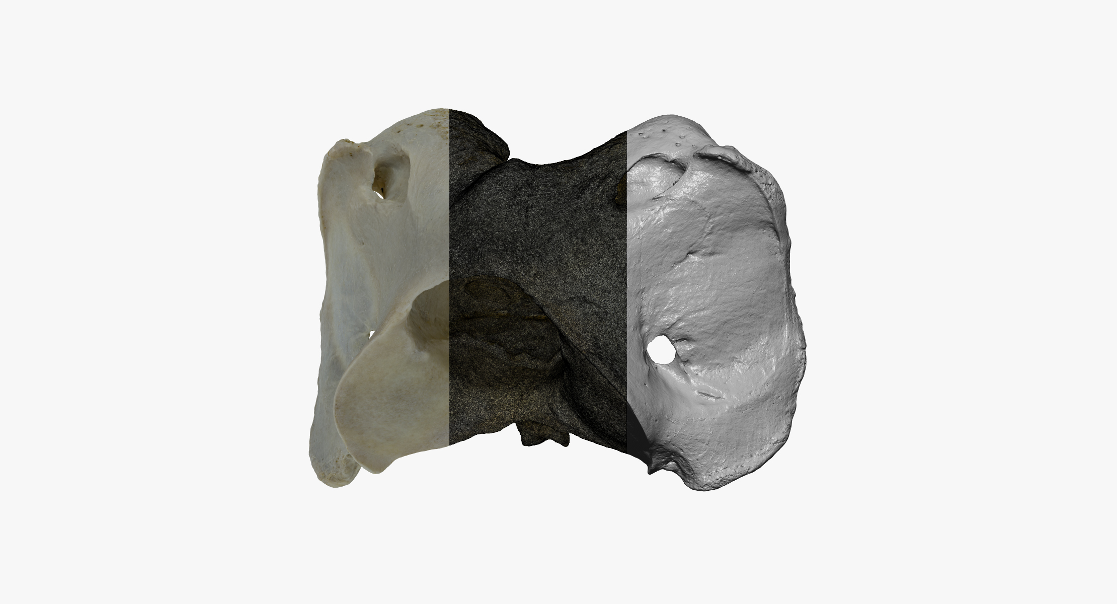 3D horse equus ferus caballus - TurboSquid 1559412