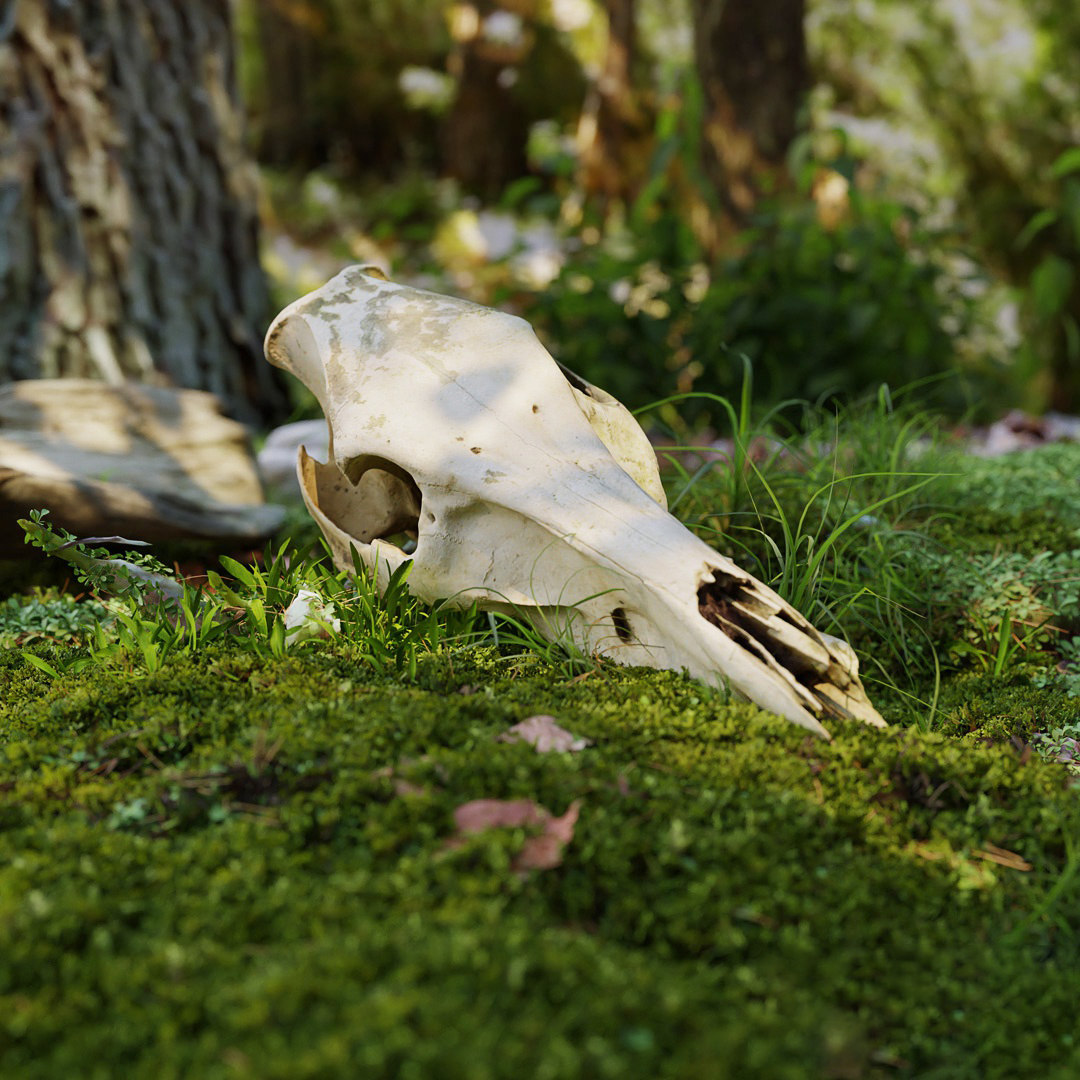 Deer head bone 3D model - TurboSquid 1561103