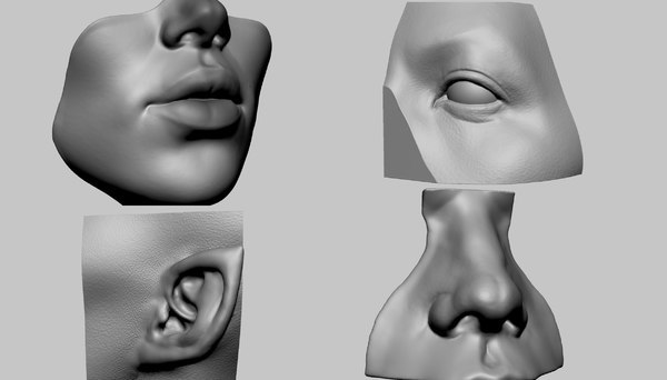 3d model ear anatomy