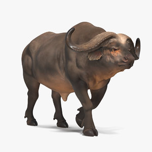 3D Buffalo Models | TurboSquid