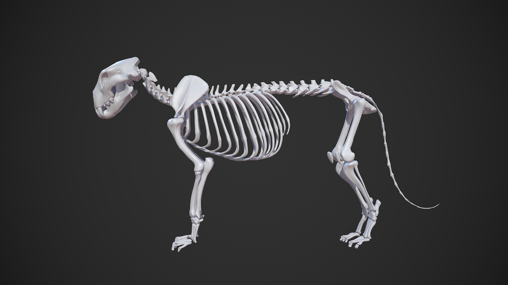modelo 3d Animal - León Anatomía Piel Ecorche - TurboSquid 1522412