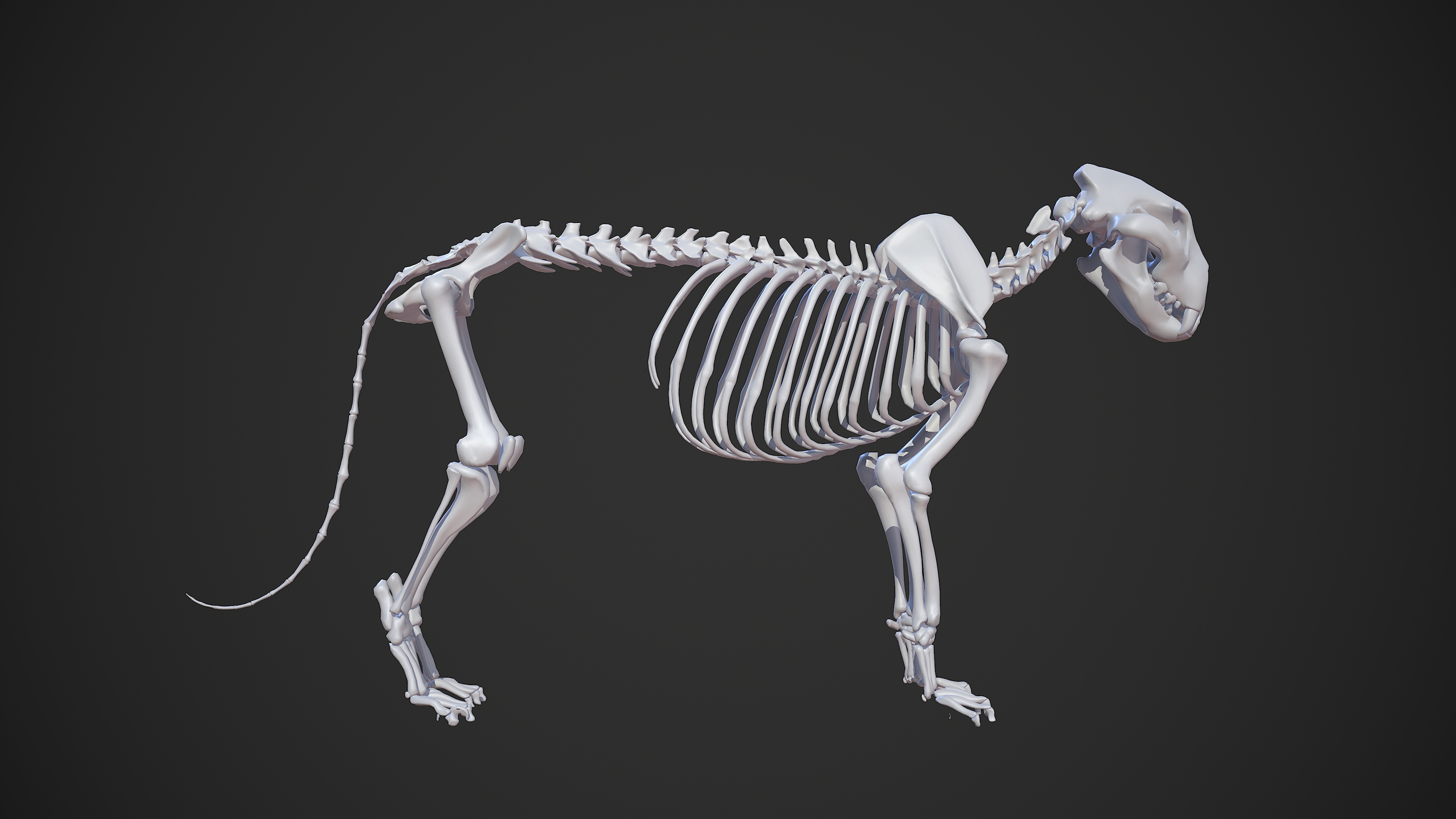 modelo 3d Animal - León Anatomía Piel Ecorche - TurboSquid 1522412