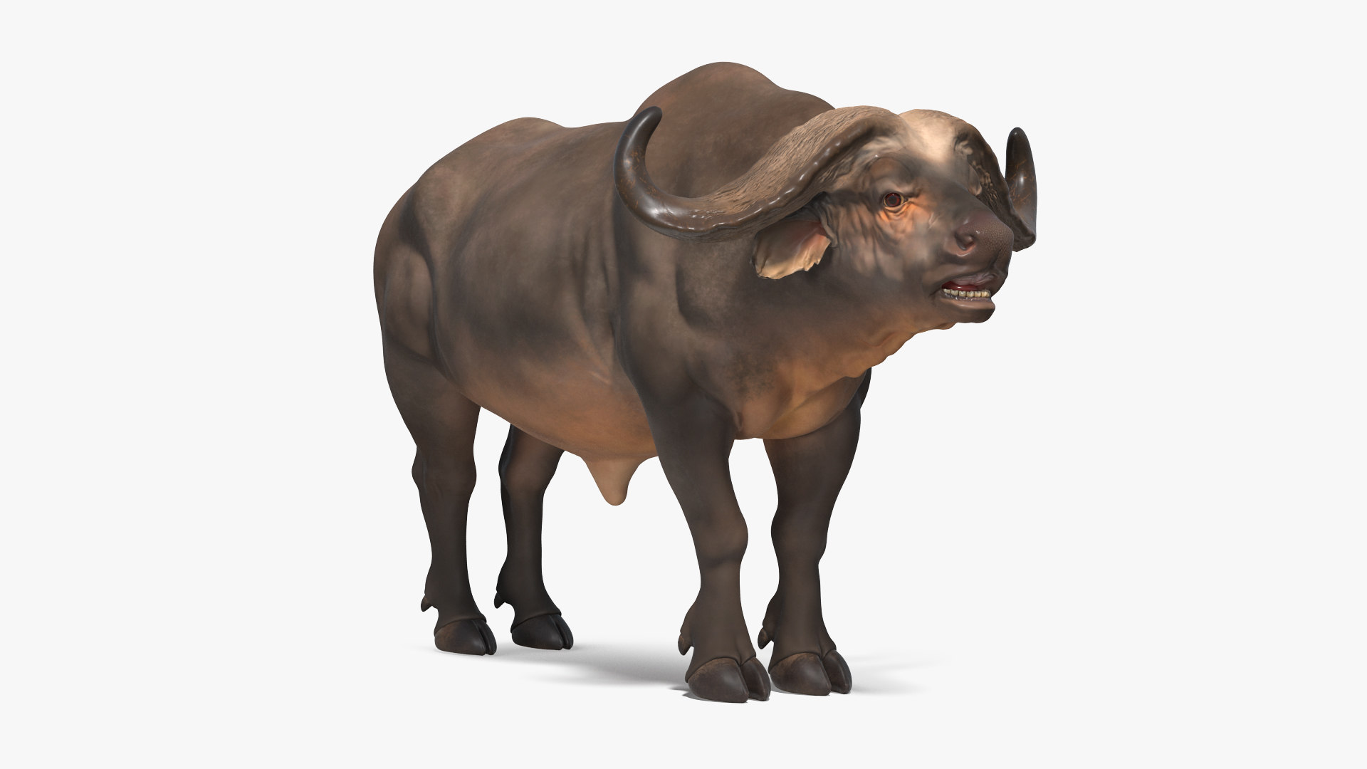 Syncerus caffer african buffalo 3D model - TurboSquid 1561143