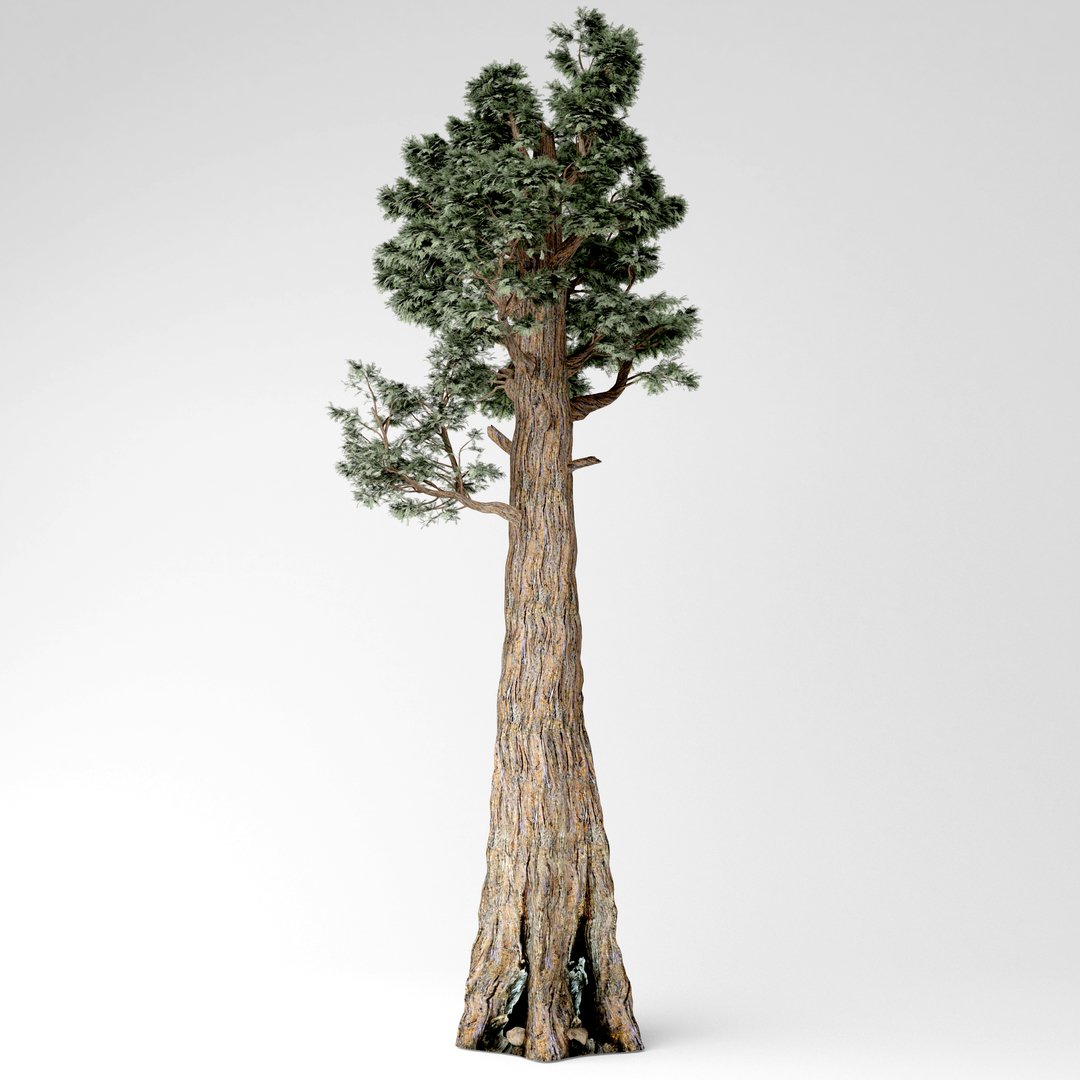 Giant redwood 3D model - TurboSquid 1560957