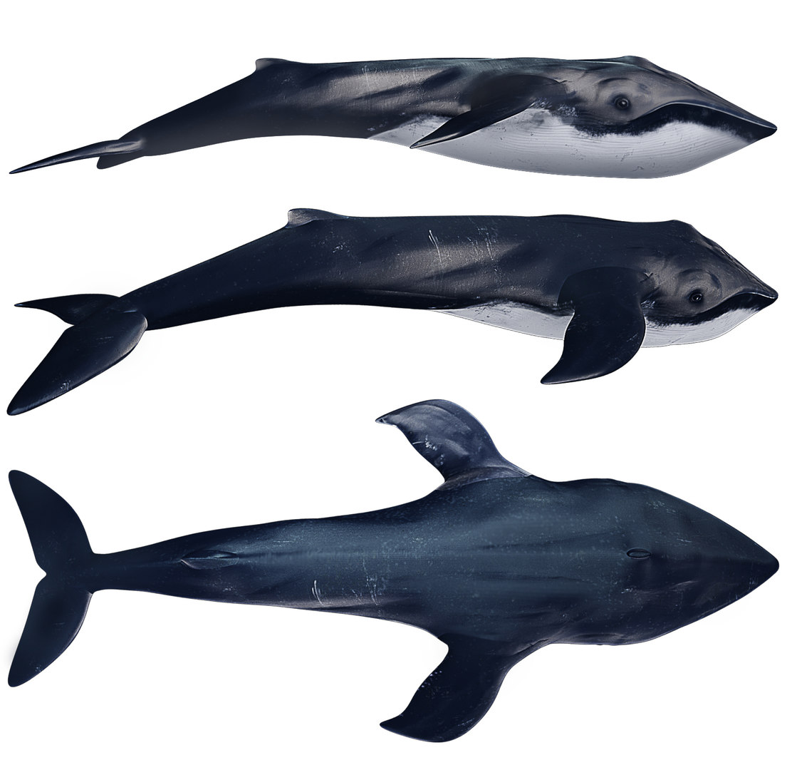3D model whale nature animals - TurboSquid 1560992
