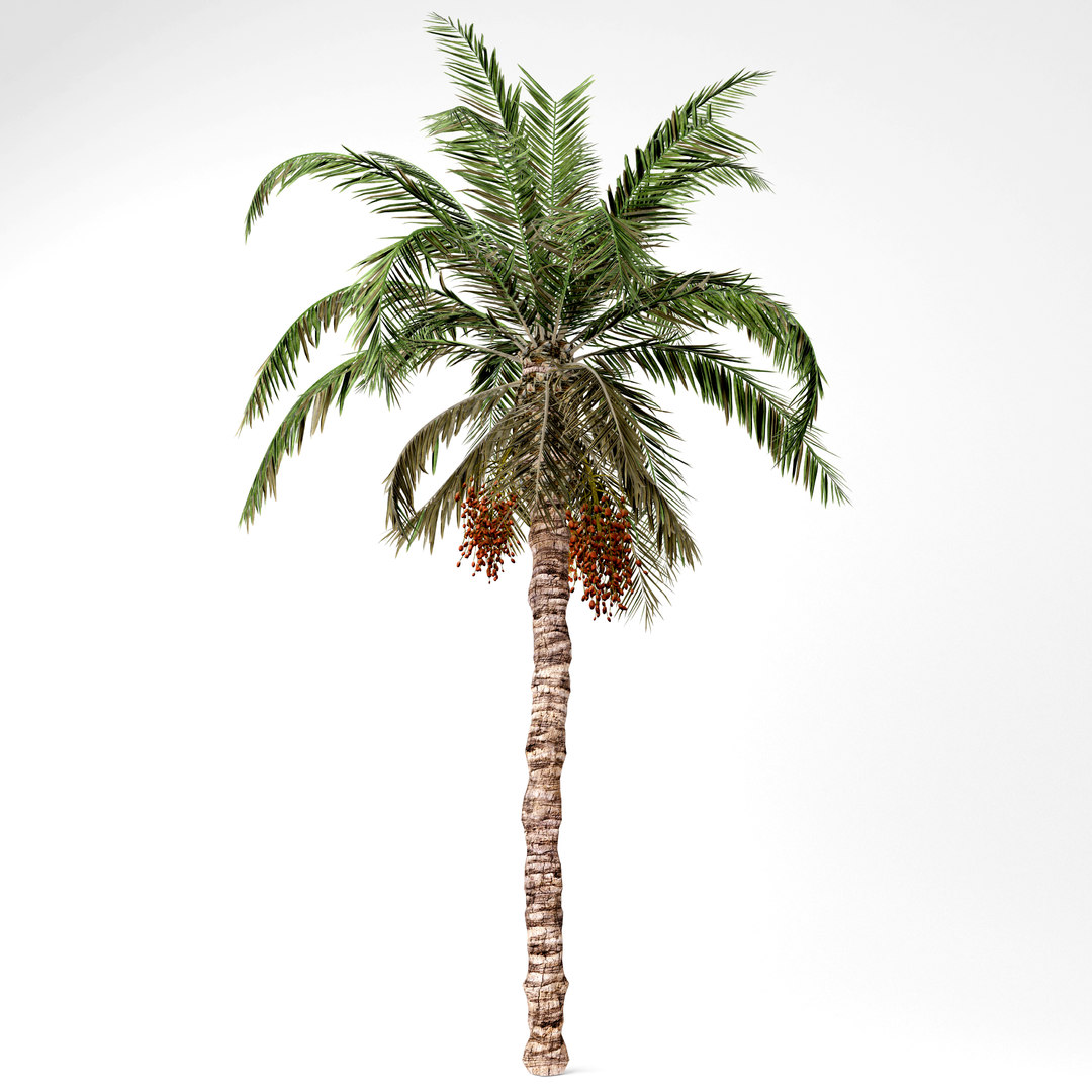Date palm 3D model - TurboSquid 1561517