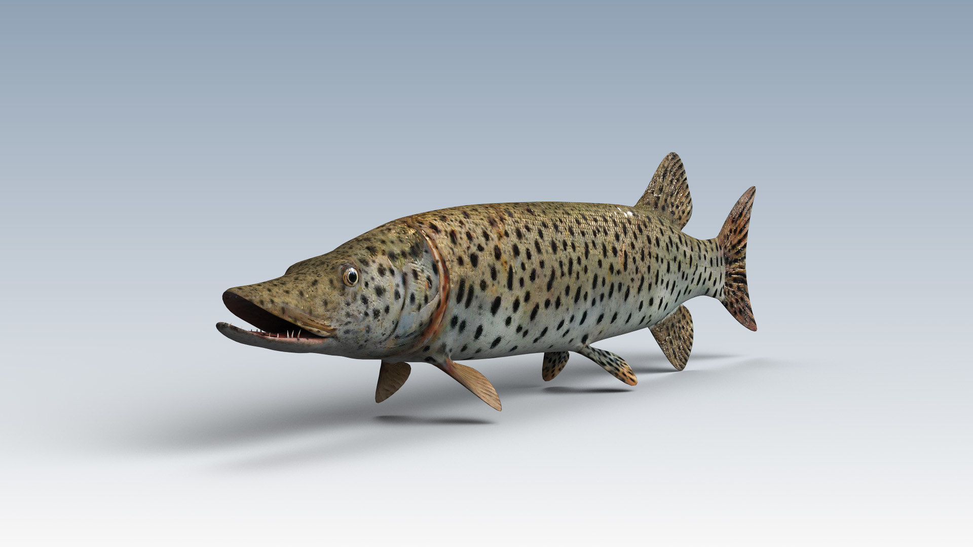 Fish animal model - TurboSquid 1561585