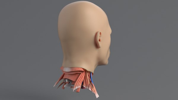 3D human head anatomy model - TurboSquid 1562236