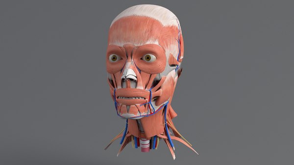 3D human head anatomy model - TurboSquid 1562236