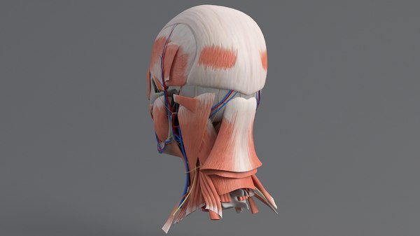 3D human head anatomy model - TurboSquid 1562236