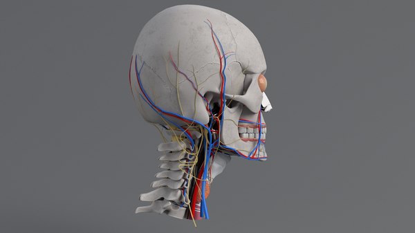 3D human head anatomy model - TurboSquid 1562236