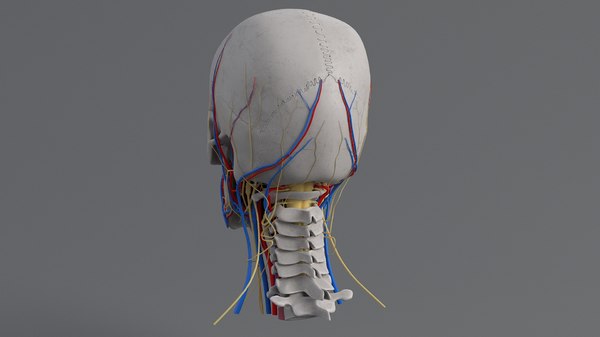 3D human head anatomy model - TurboSquid 1562236