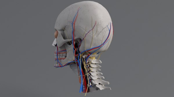 3D human head anatomy model - TurboSquid 1562236