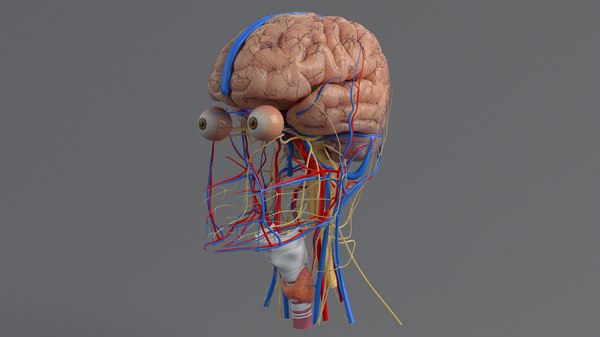 3D human head anatomy model - TurboSquid 1562236