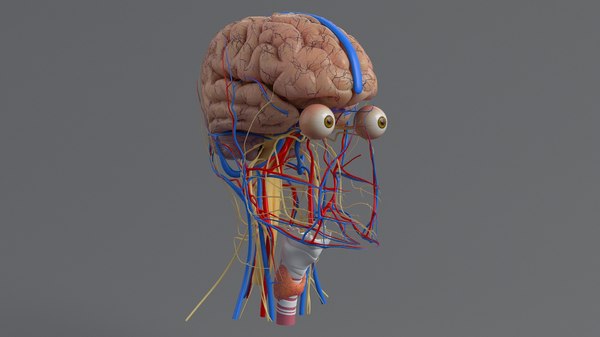 3D human head anatomy model - TurboSquid 1562236