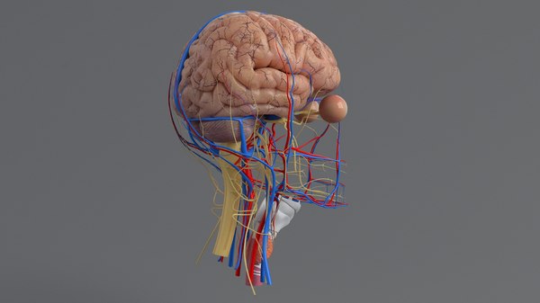 3D human head anatomy model - TurboSquid 1562236