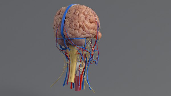 3D human head anatomy model - TurboSquid 1562236