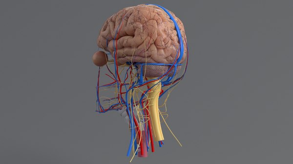 3D human head anatomy model - TurboSquid 1562236