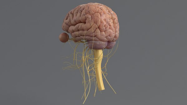 3D human head anatomy model - TurboSquid 1562236