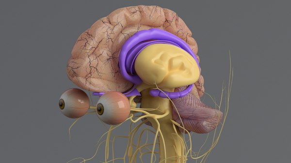 3D human head anatomy model - TurboSquid 1562236