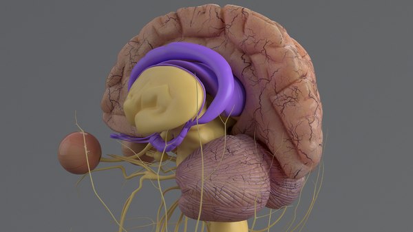 3D human head anatomy model - TurboSquid 1562236