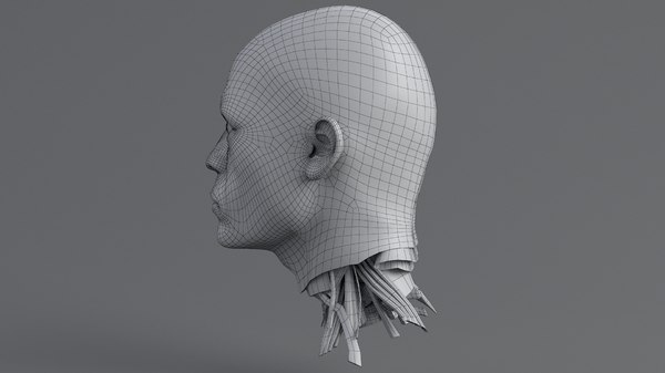 3D human head anatomy model - TurboSquid 1562236