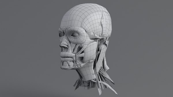 3D human head anatomy model - TurboSquid 1562236