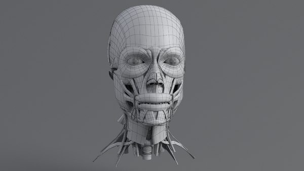3D human head anatomy model - TurboSquid 1562236