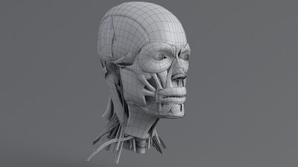 3D human head anatomy model - TurboSquid 1562236