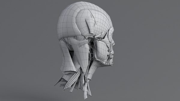3D human head anatomy model - TurboSquid 1562236