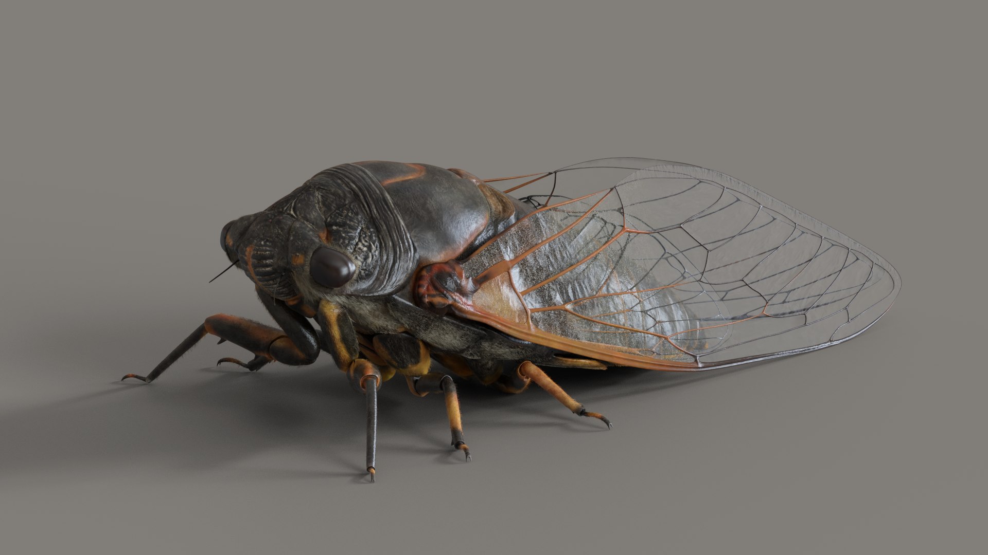 Cicada animation flying insect 3D model - TurboSquid 1562107