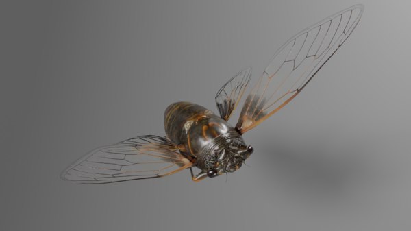 Cicada animation flying insect 3D model - TurboSquid 1562107
