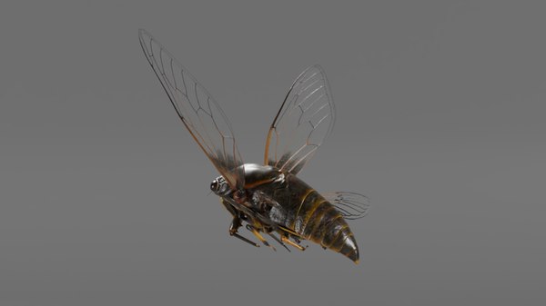 Cicada animation flying insect 3D model - TurboSquid 1562107