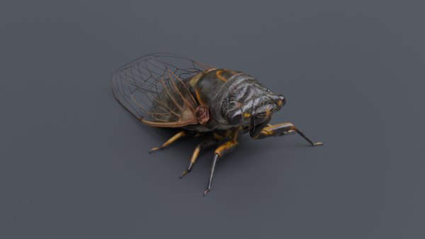 Cicada animation flying insect 3D model - TurboSquid 1562107