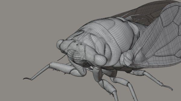 Cicada animation flying insect 3D model - TurboSquid 1562107