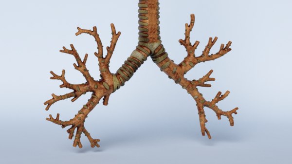 3D model trachea - TurboSquid 1561135