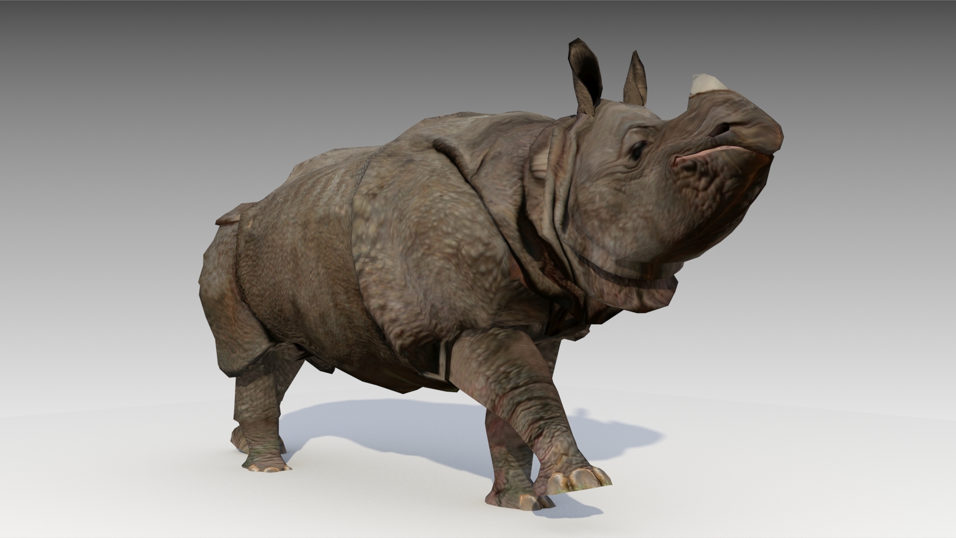 asian rhinoceros animations rhino 3d max