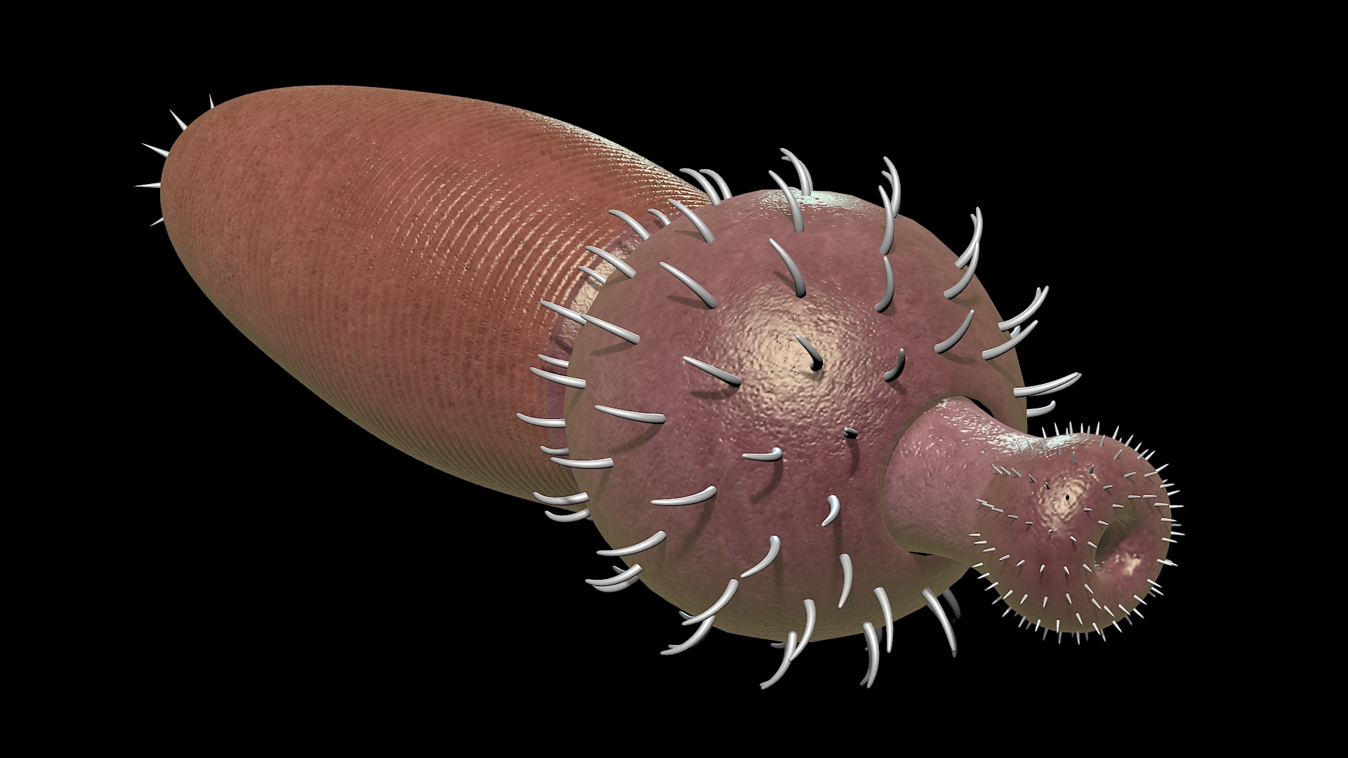 Ottoia prolifica 3D model - TurboSquid 1562591