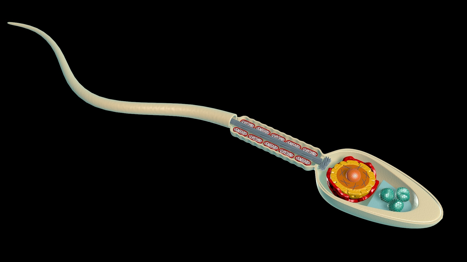 Science anatomy human sperm cell 3D - TurboSquid 1563155